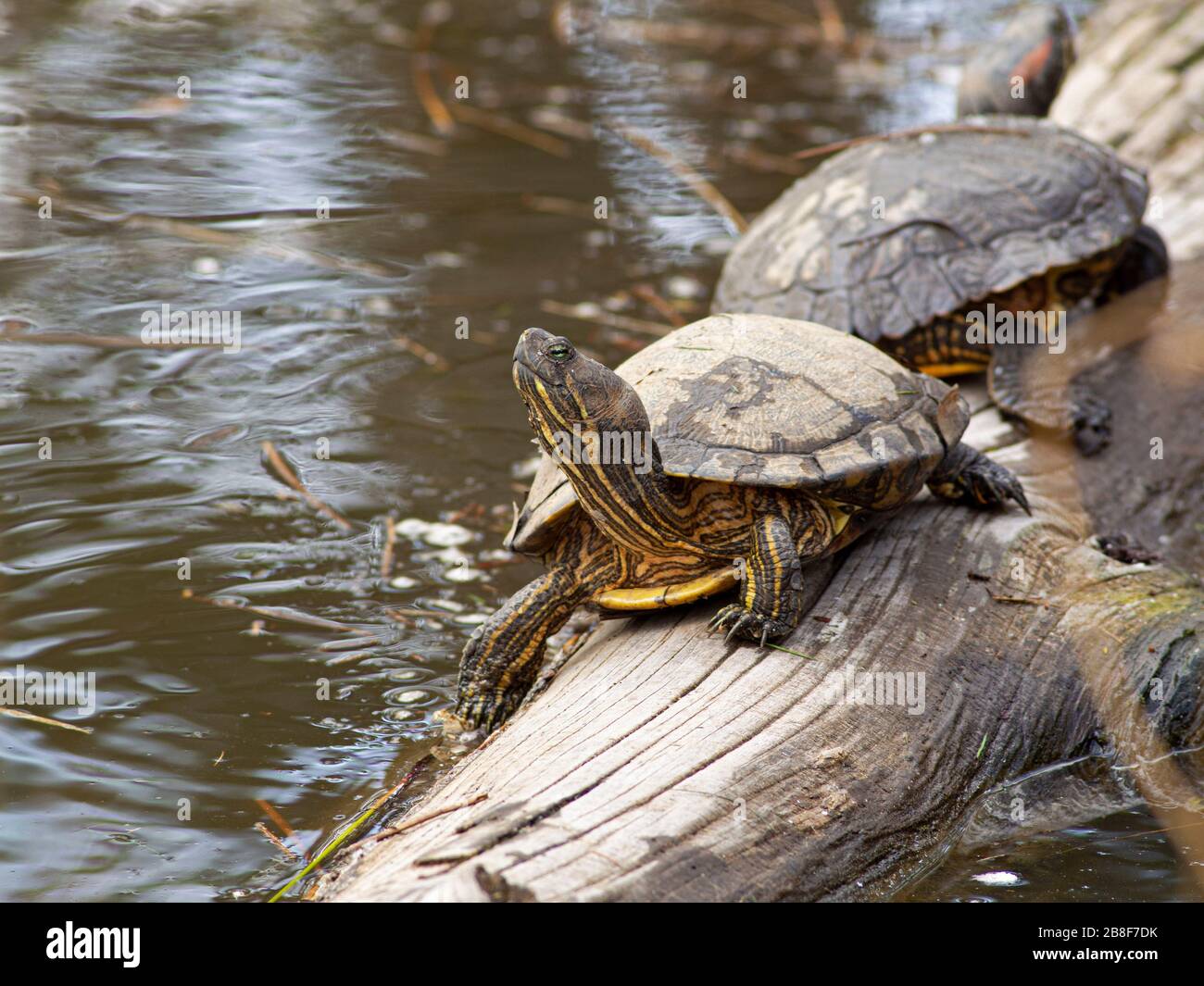 Older male red-eared slider turtle, Trachemys scripta elegans, basking ...
