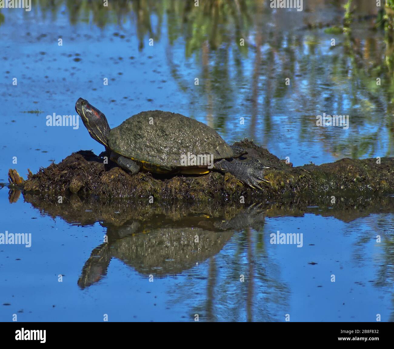 Turtle sunning during morning hours in the Springtime Stock Photo - Alamy