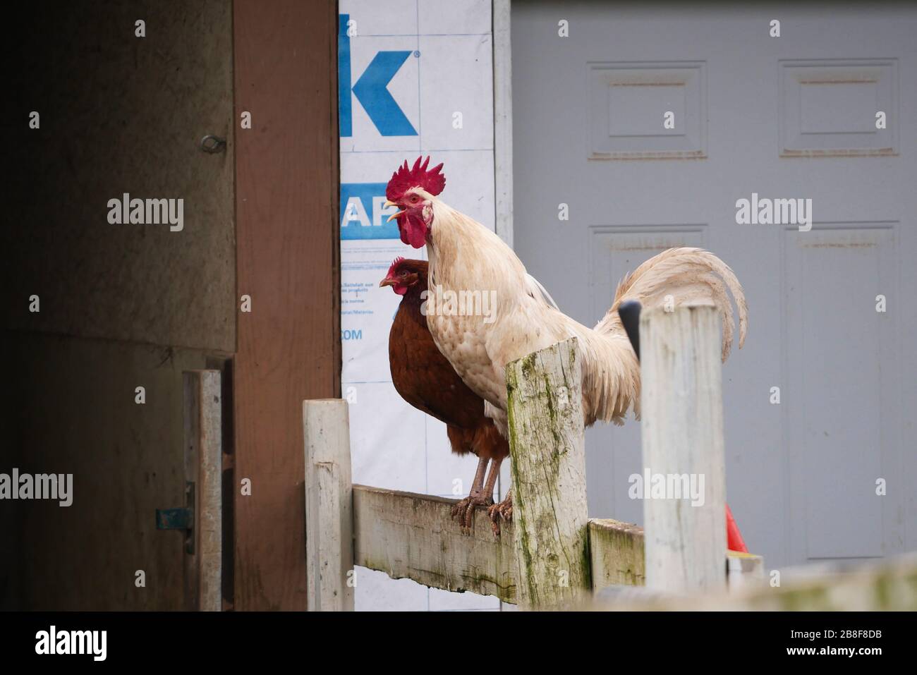 Free range cockerel and chicken sat on a fence in a barn yard, cockerel ...