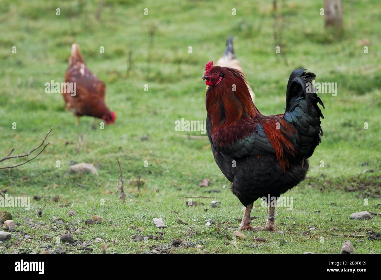 Handsome black and red cockerel with green grass and hens in soft focus ...