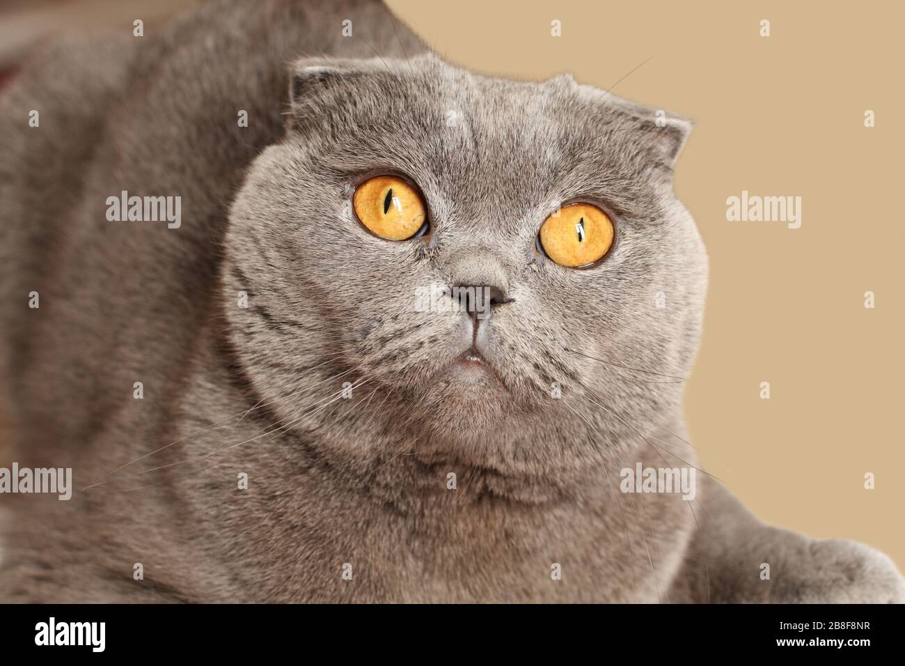 Ear fold hi-res stock photography and images - Alamy