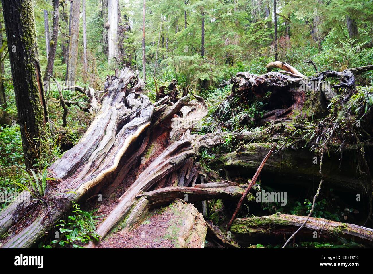 Ancient dead tree on forest floor with new green growth Stock Photo - Alamy