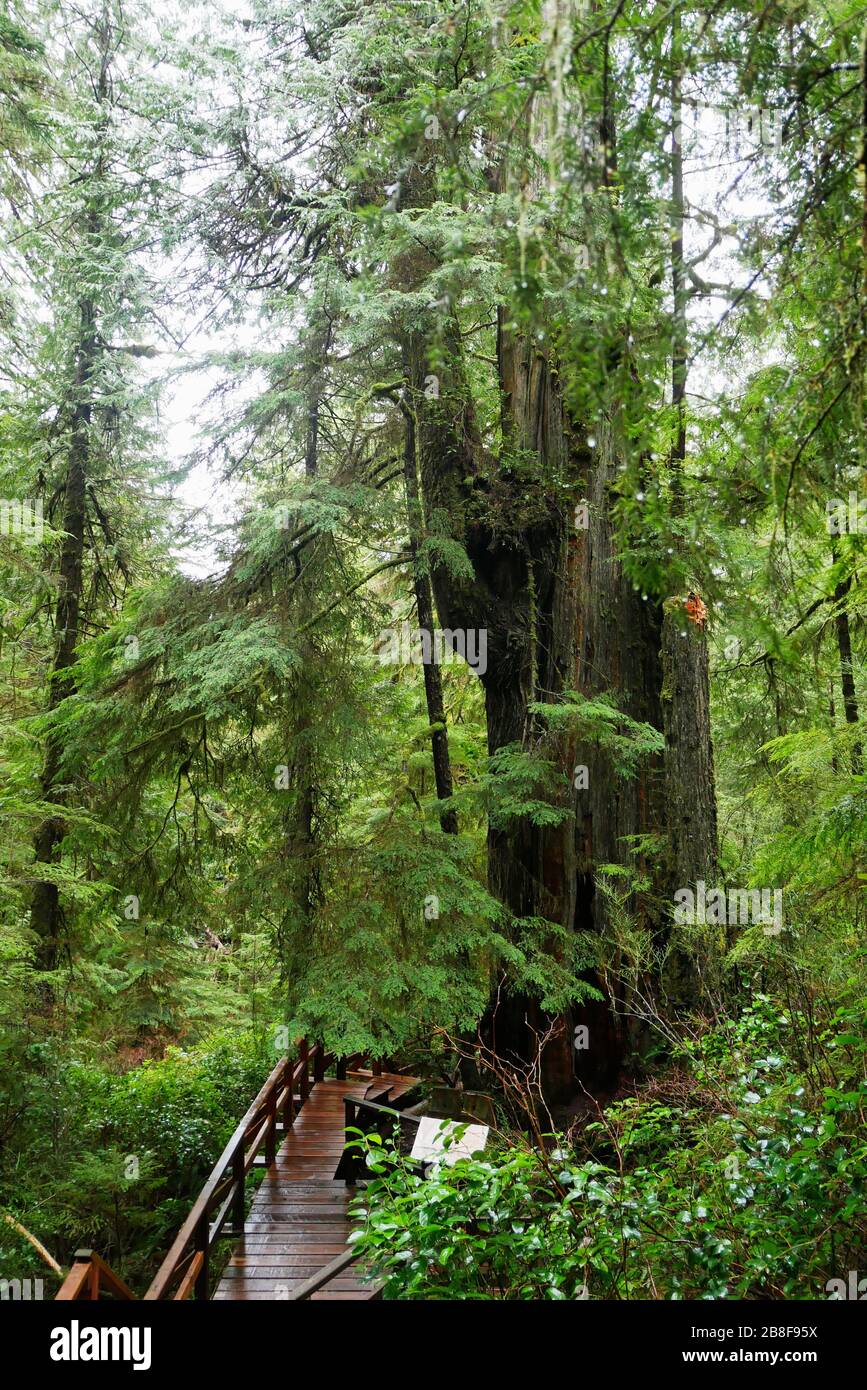 Giant ancient tree hi-res stock photography and images - Alamy