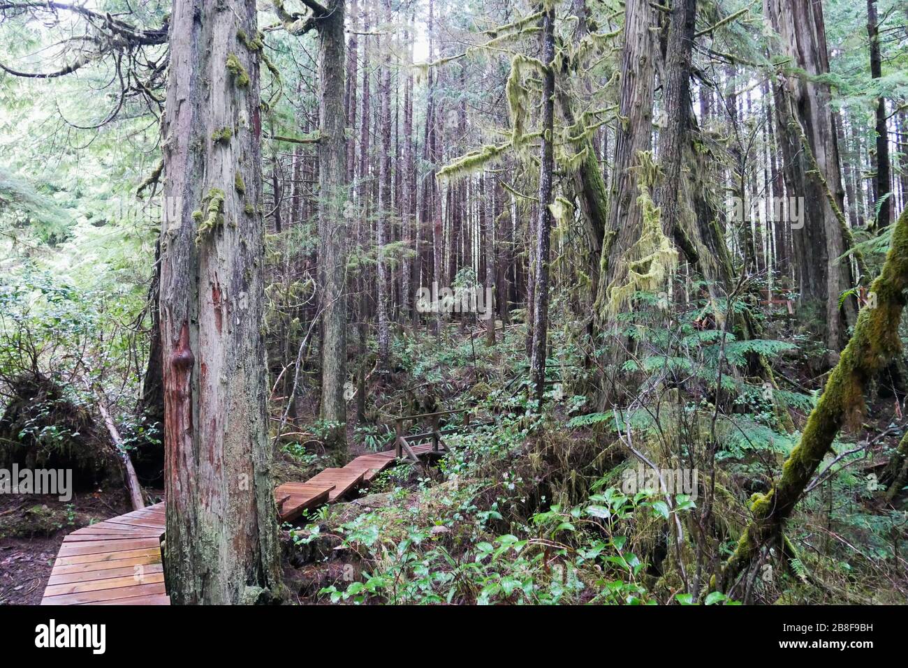 Board walk through temperate rain forest with pine trees, no people ...