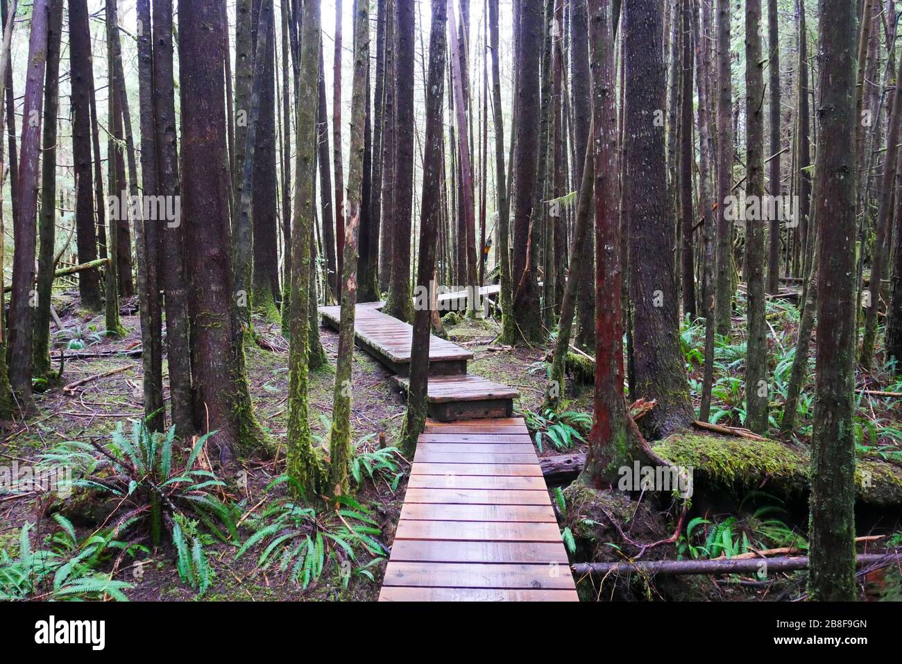Rain Rainforest Bridge Wood High Resolution Stock Photography and ...