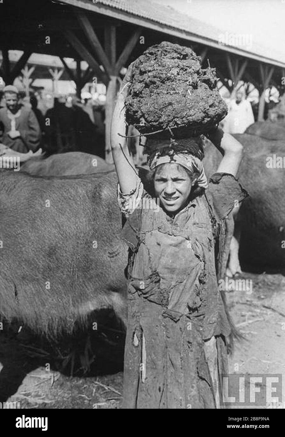 Dung fuel Black and White Stock Photos & Images - Alamy