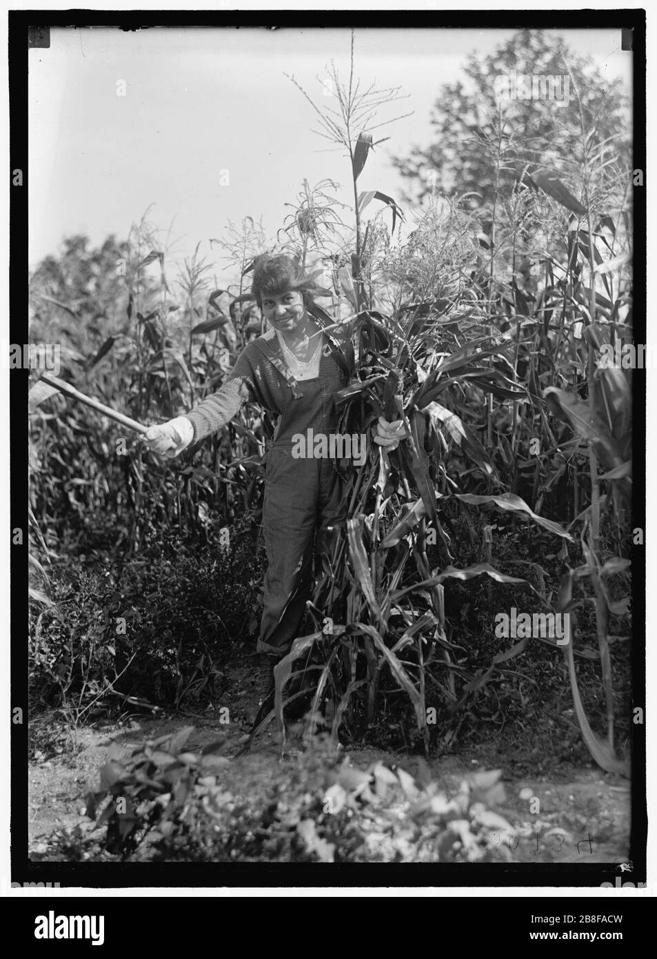 Harvesting history Cut Out Stock Images & Pictures - Alamy