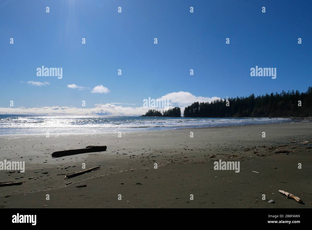 Wide open beach with no people. Driftwood in foreground and forest in ...