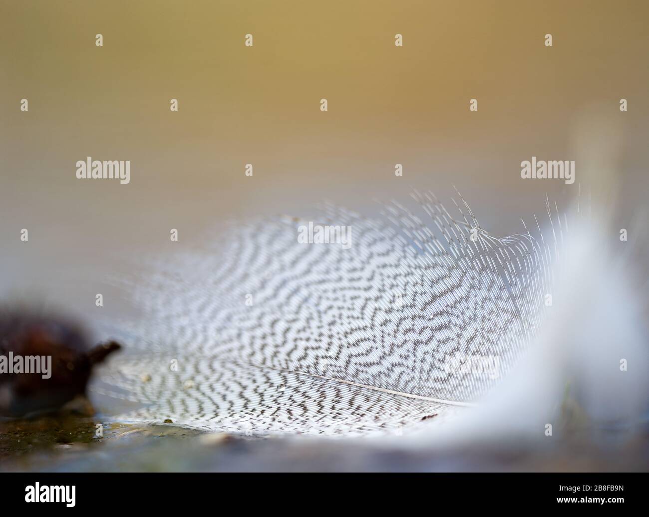 A feather macro Stock Photo - Alamy A feather macro Stock Photo - Alamy