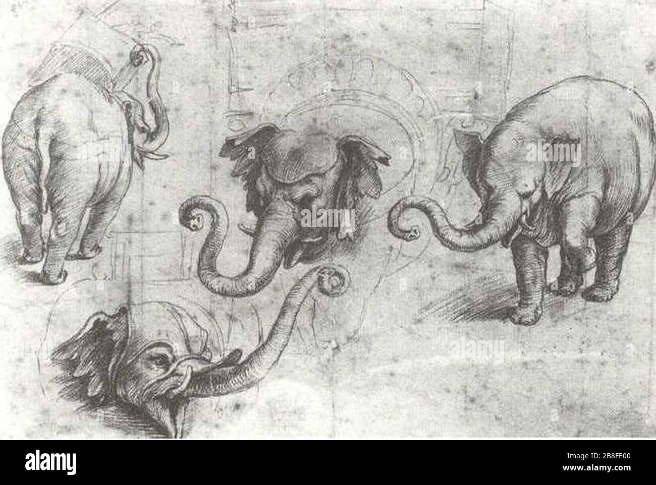 Hanno the elephant hi-res stock photography and images - Alamy