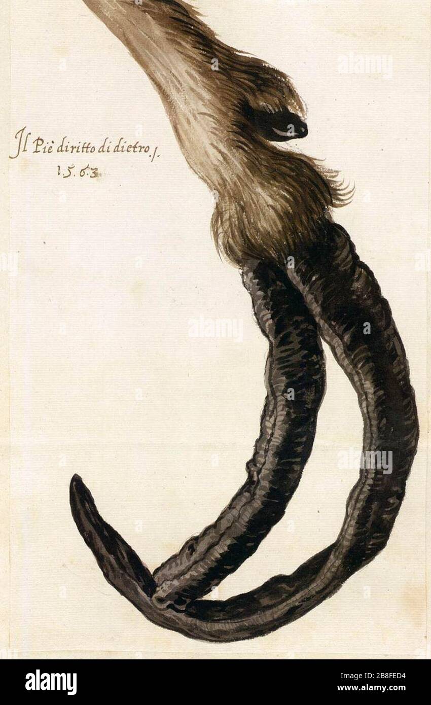 Giuseppe Arcimboldo - Study of a Goat's Deformed Hoof Stock Photo - Alamy