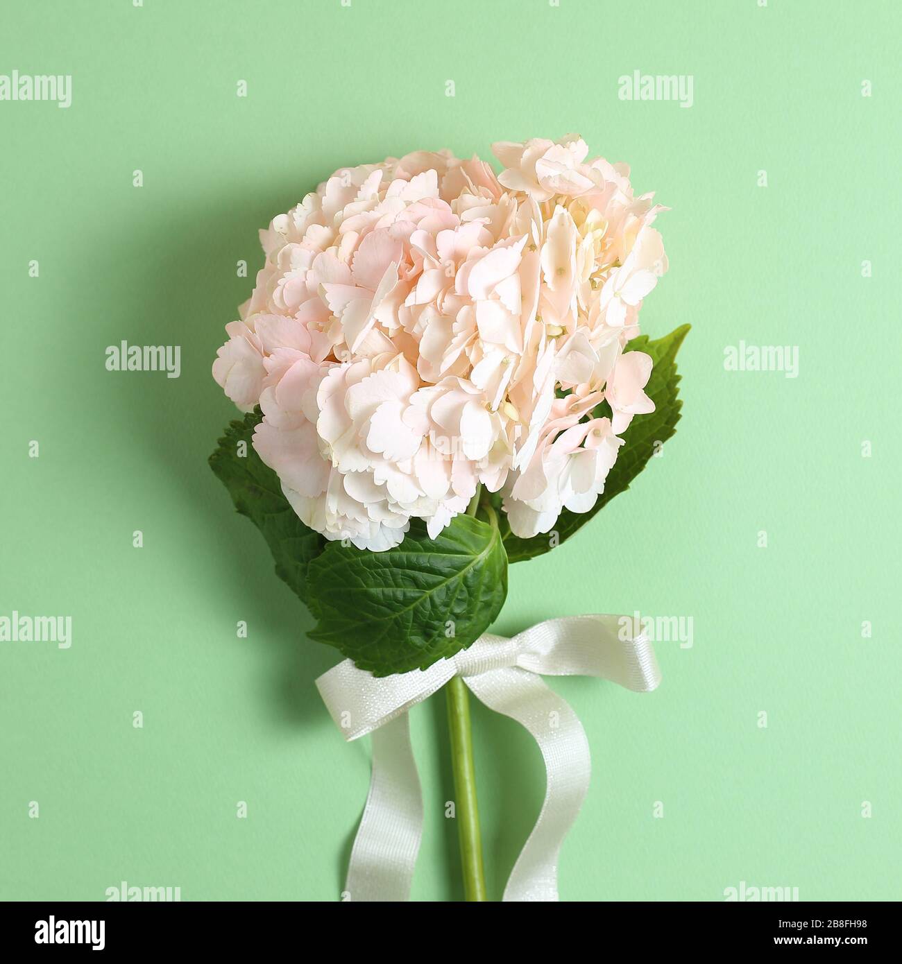 Silver leaf hydrangea hi-res stock photography and images - Alamy