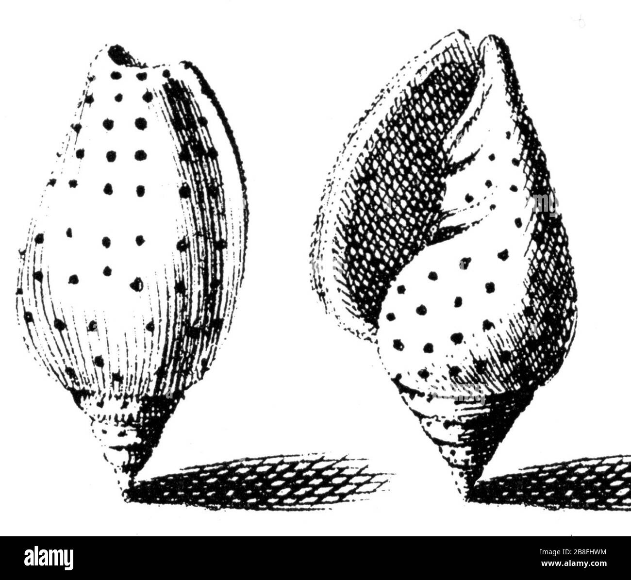 Glabella hi-res stock photography and images - Alamy