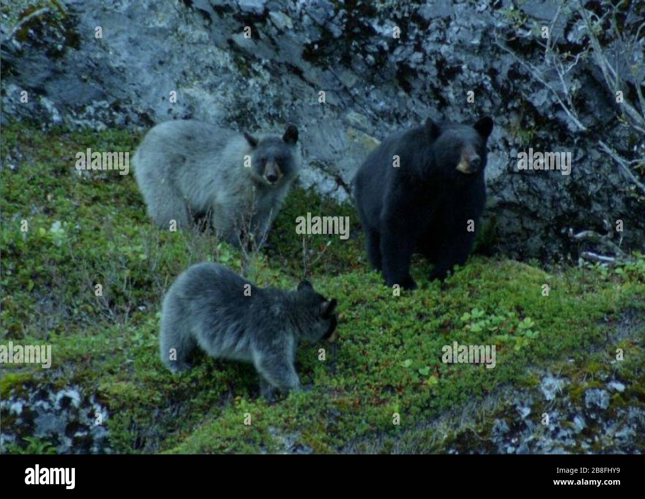 Bear glacier historic hi-res stock photography and images - Alamy