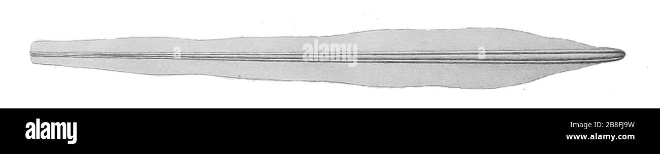 Gladius Taningia danae Stock Photo - Alamy
