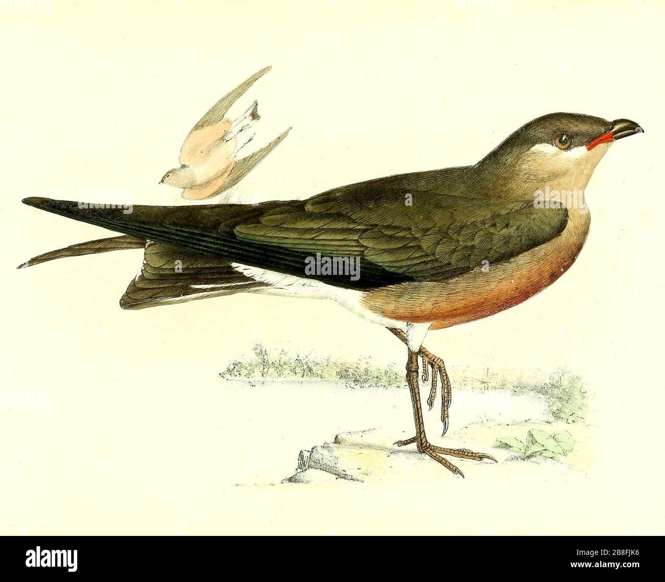 Glareola ocularis hi-res stock photography and images - Alamy