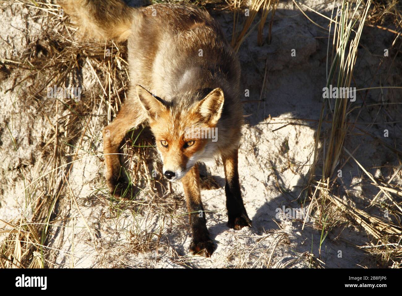 The common red fox walking in the sand of a beach, in Skagen, Denmark ...