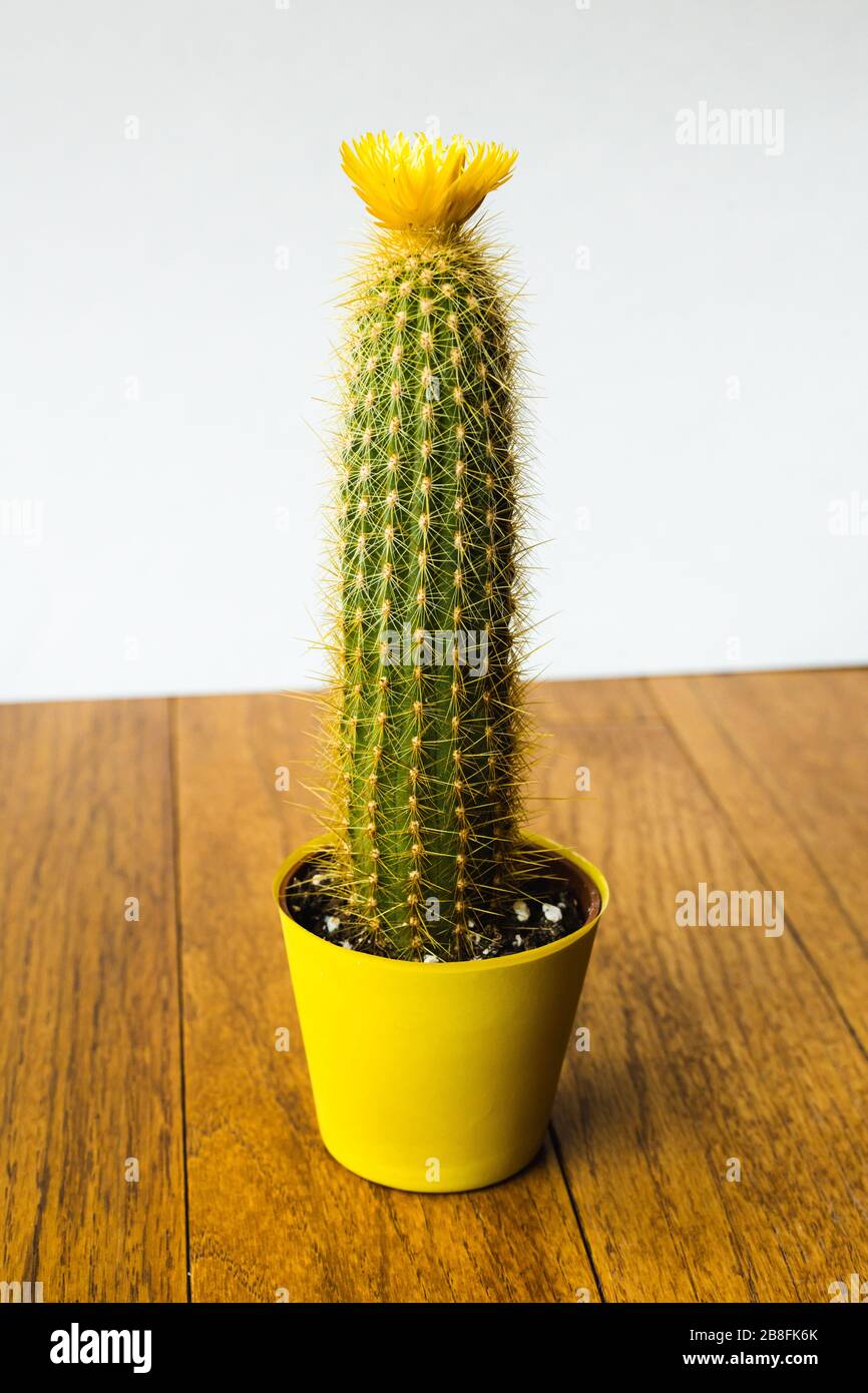 A miniature cactus plant with a yellow flower on top in a small yellow ...