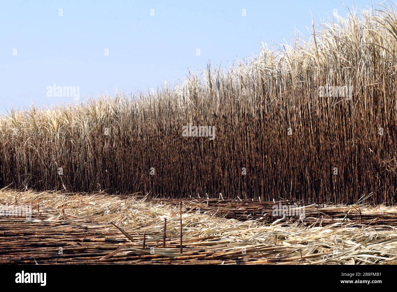 Sugarcane plantation burn, sugarcane, sugarcane field is burned for ...