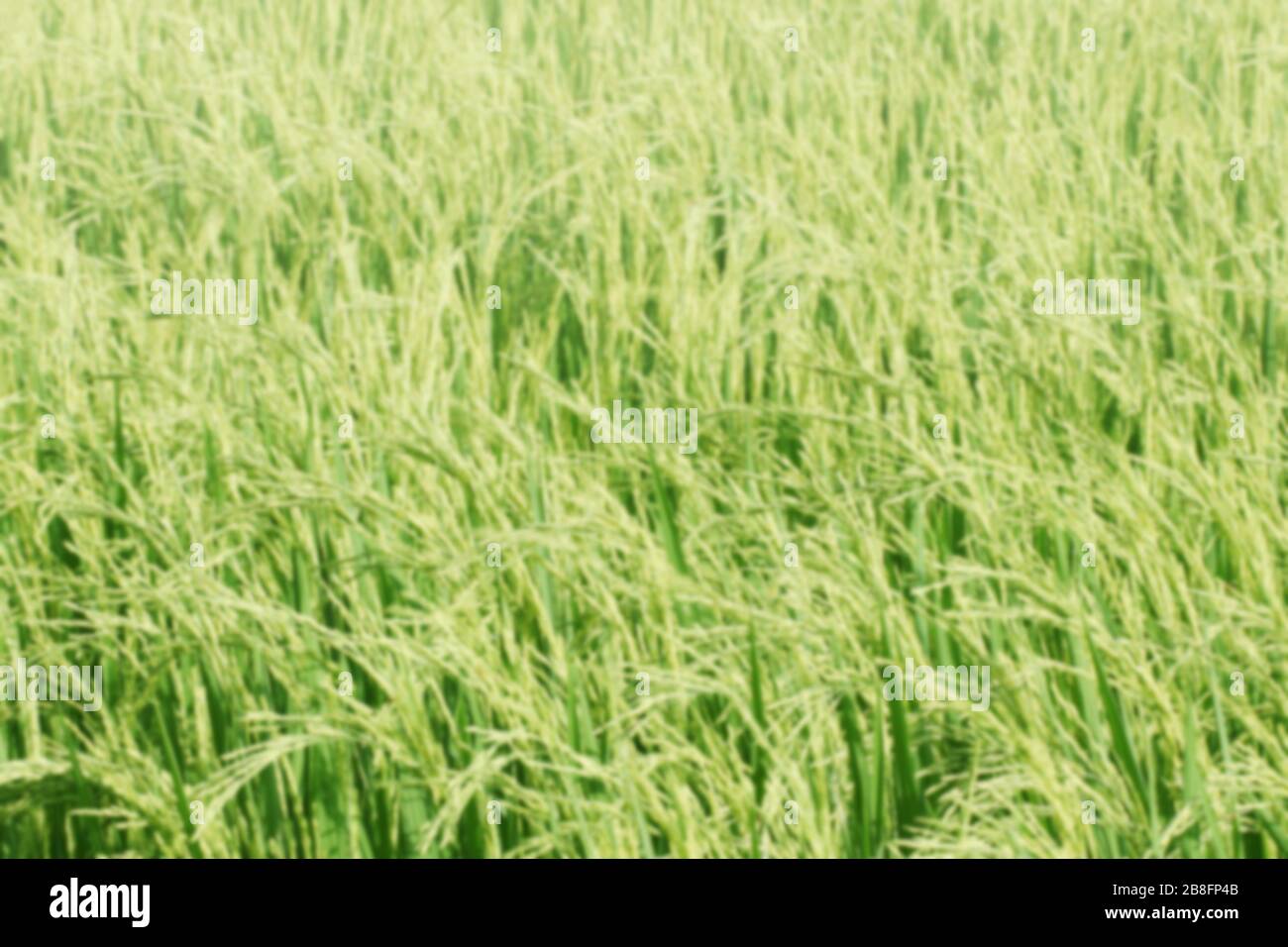 blur rice background, blurred background field rice plant paddy, field ...