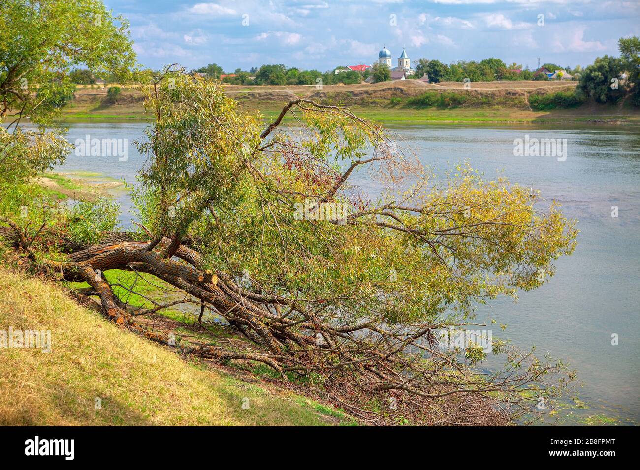 tree into the river after the storm Stock Photo - Alamy