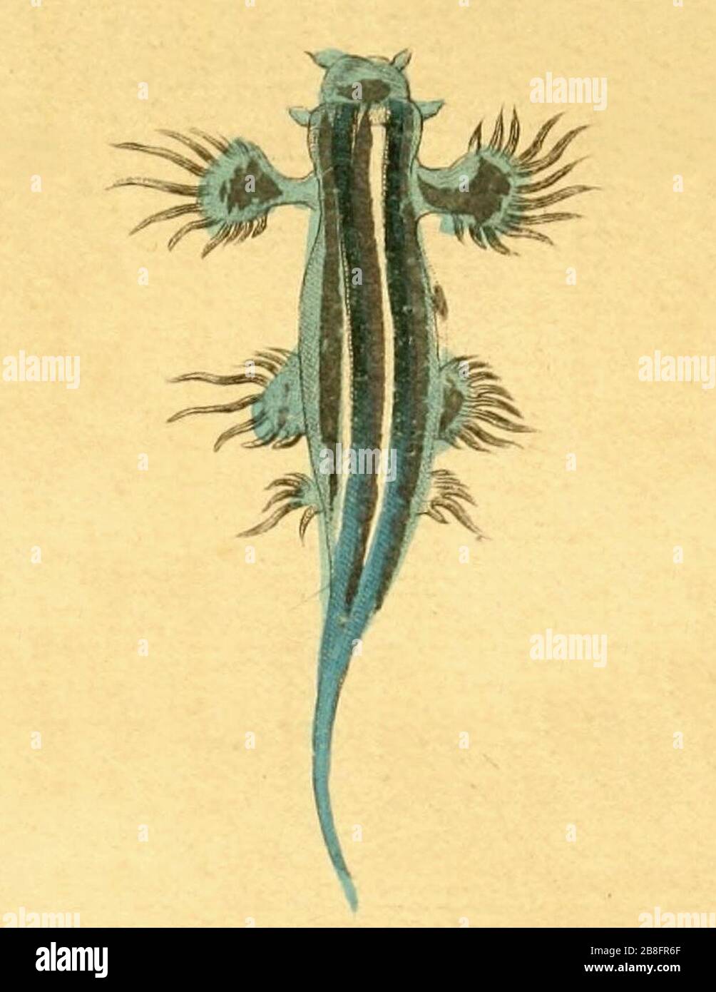 Glaucus atlanticus hi-res stock photography and images - Alamy