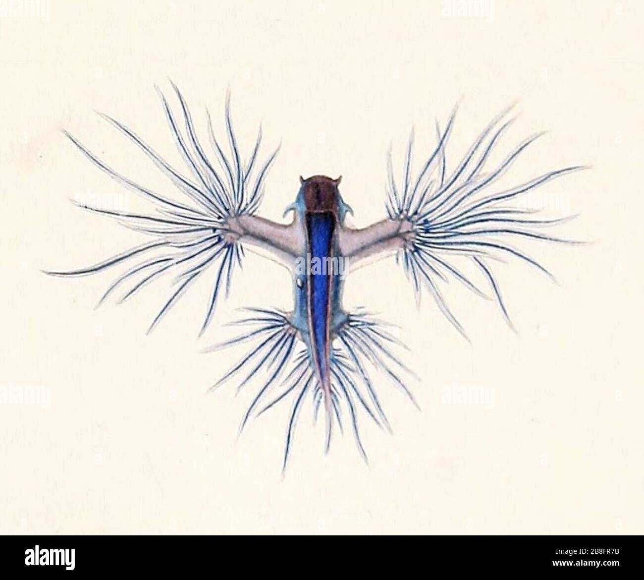 Briareus hi-res stock photography and images - Alamy