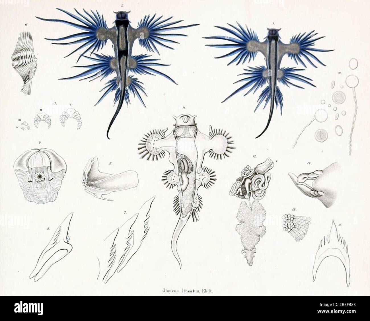 Glaucus lineatus hi-res stock photography and images - Alamy