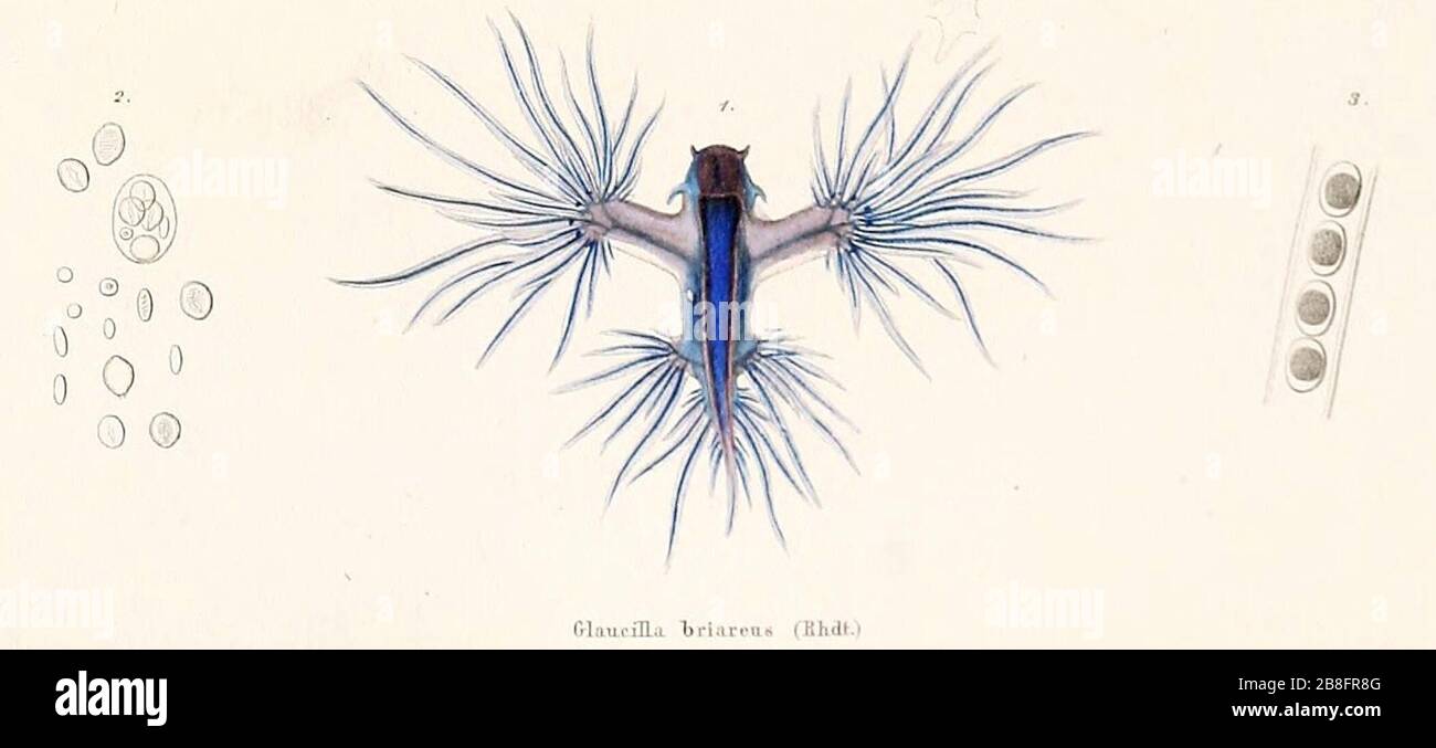 Briareus hi-res stock photography and images - Alamy