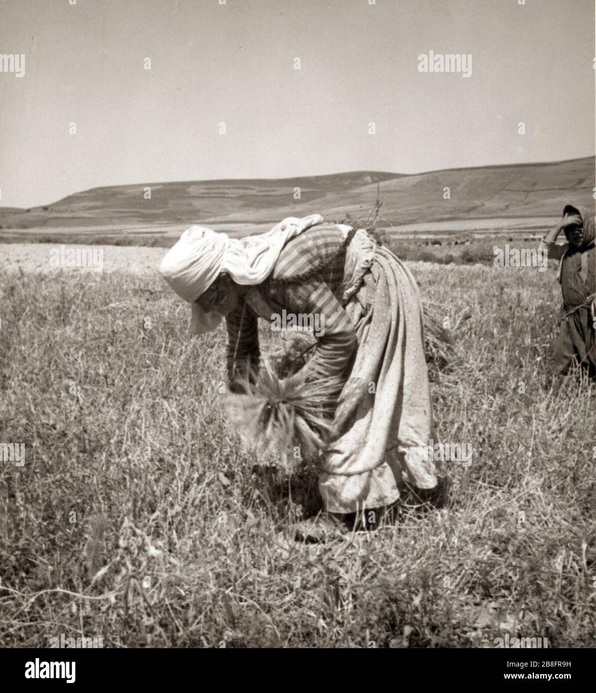 Gleaning historical hi-res stock photography and images - Alamy