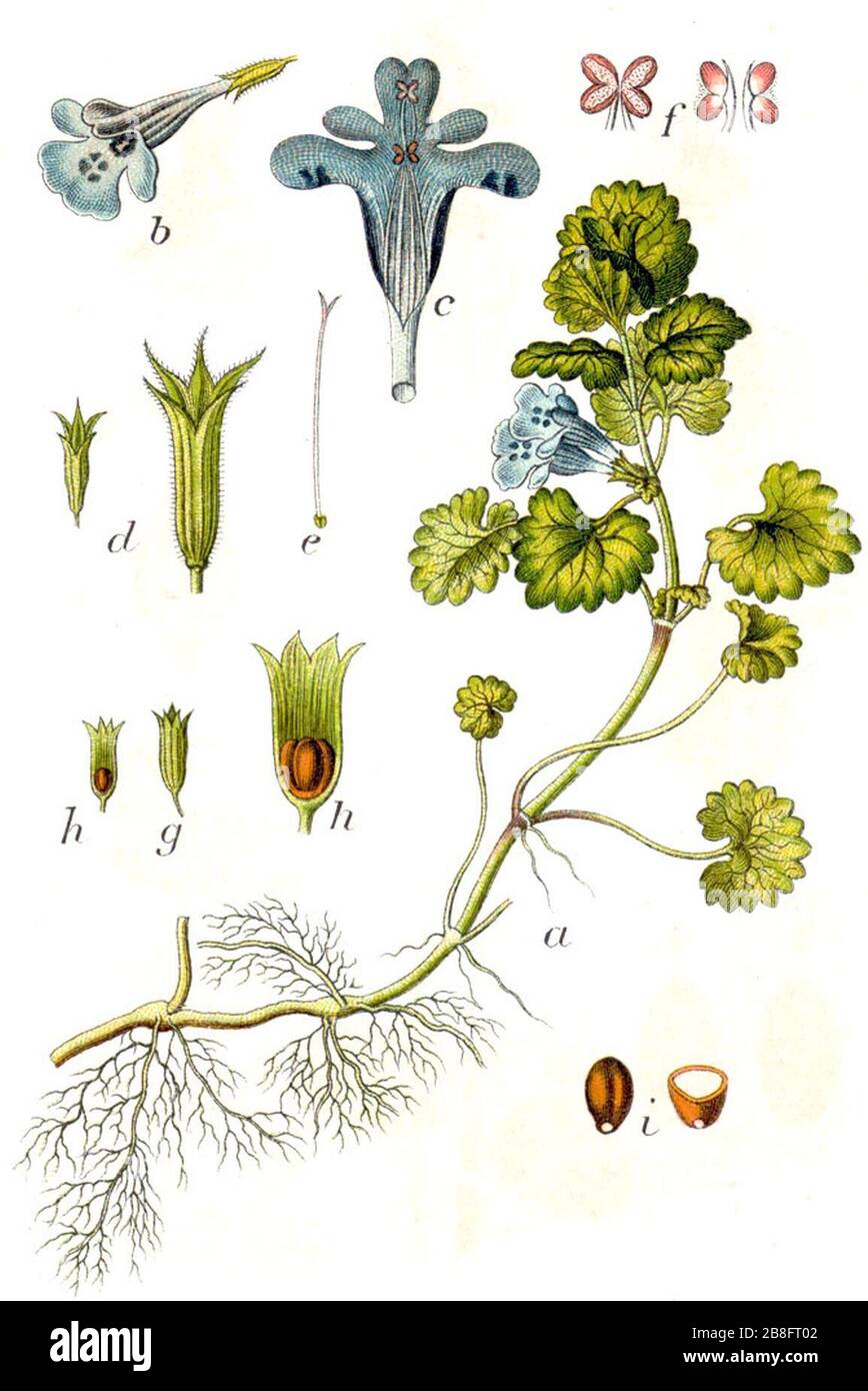 Glechoma hederacea Cut Out Stock Images & Pictures - Alamy