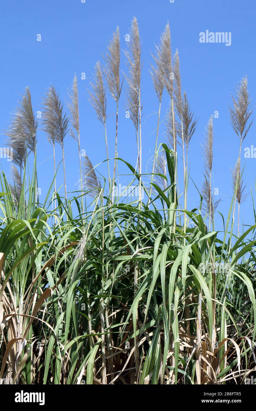 Sugarcane flower, Sugarcane plantation, Sugarcane plants grow in field ...