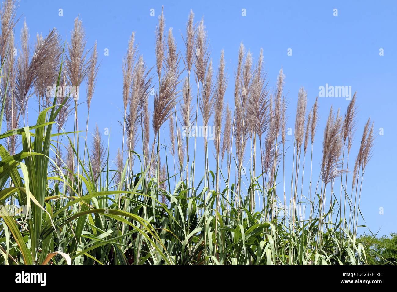 Sugar cane flower, Sugarcane plantation, Sugarcane plants grow in field ...