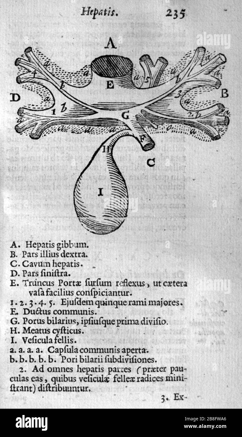 Glisson High Resolution Stock Photography and Images - Alamy