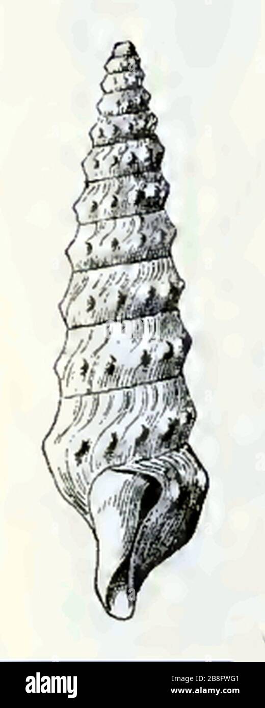 Smirna hi-res stock photography and images - Alamy