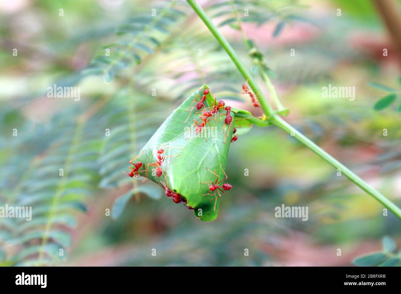 ants, red ant nest in nature forest Stock Photo - Alamy