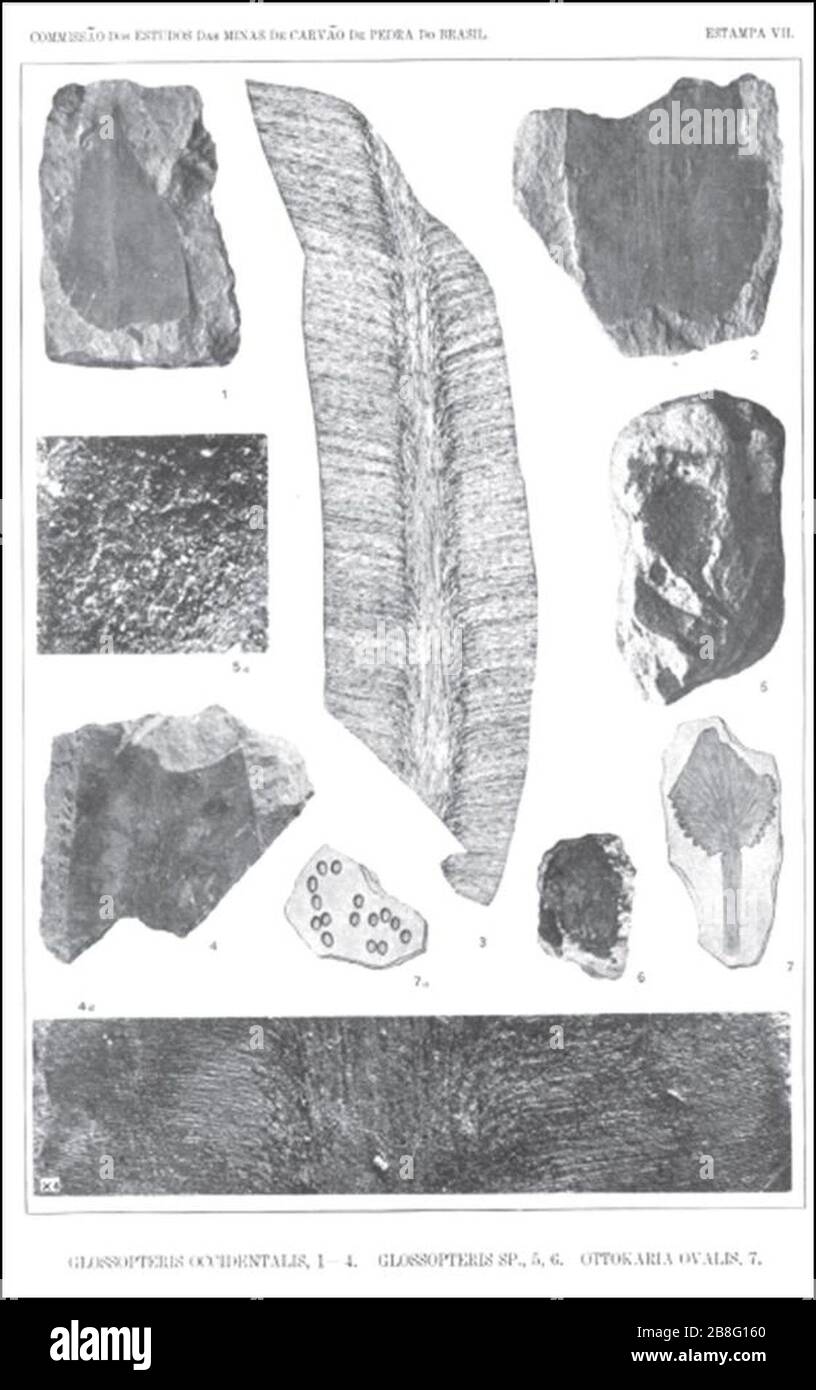 Glossopteris hi-res stock photography and images - Alamy