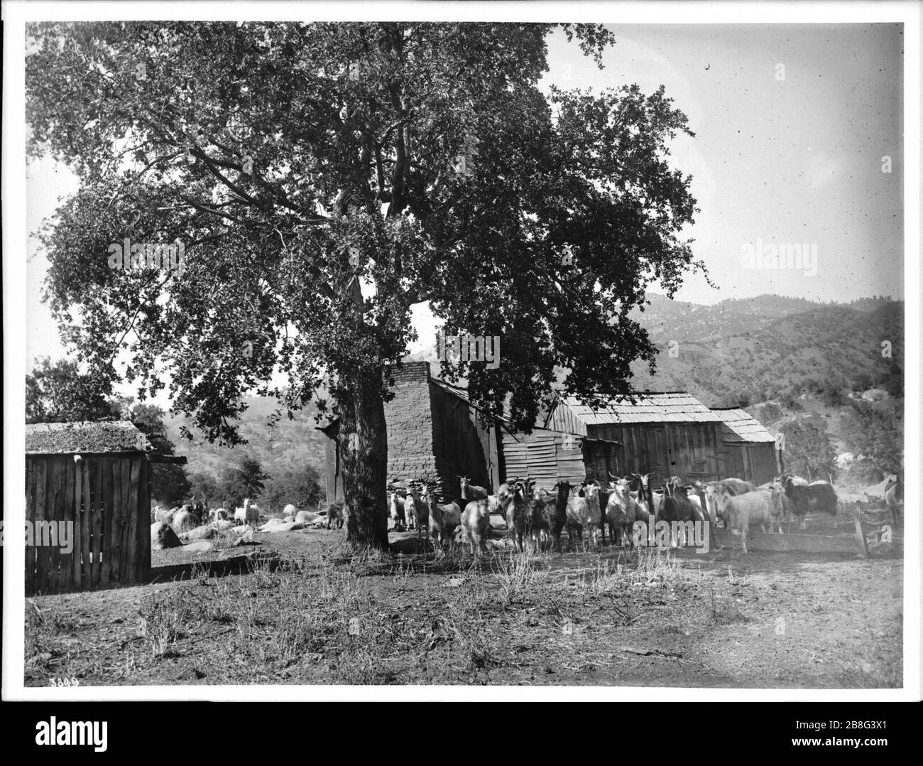 Goat herd owned by Tule River Indians, Tule River Indian Reservation ...