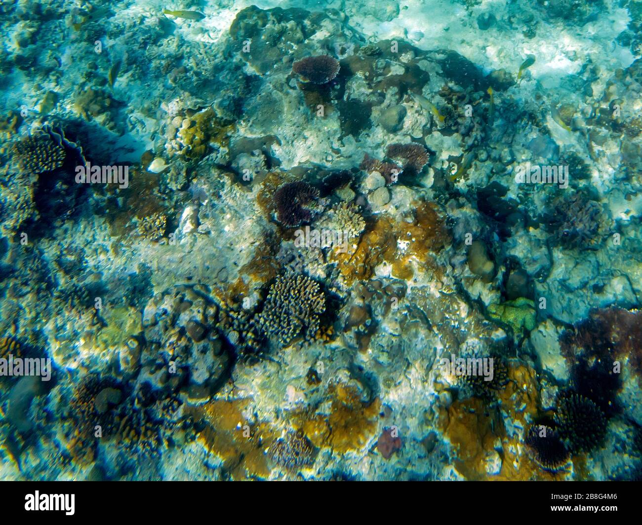 Coral Reef at Doang Doangan Island, Sulawesi, Indonesia Stock Photo - Alamy