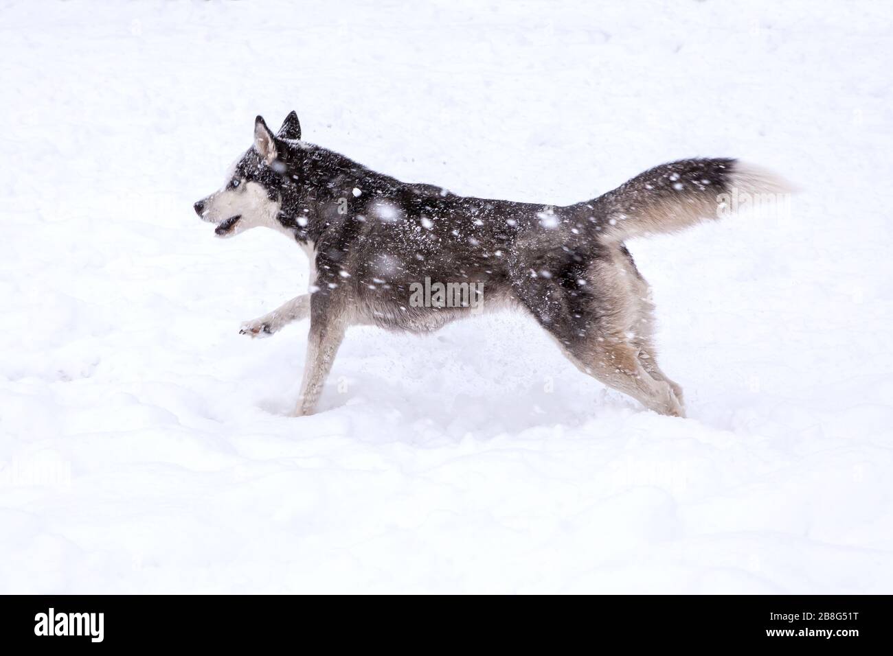White snow fields hi-res stock photography and images - Alamy