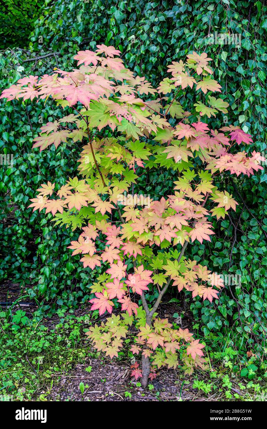 Beautiful, decorative young maple, in botanical garden Stock Photo - Alamy