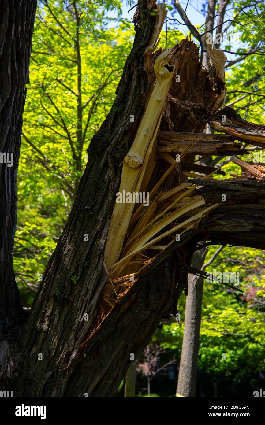 Fallen oak branch hi-res stock photography and images - Alamy