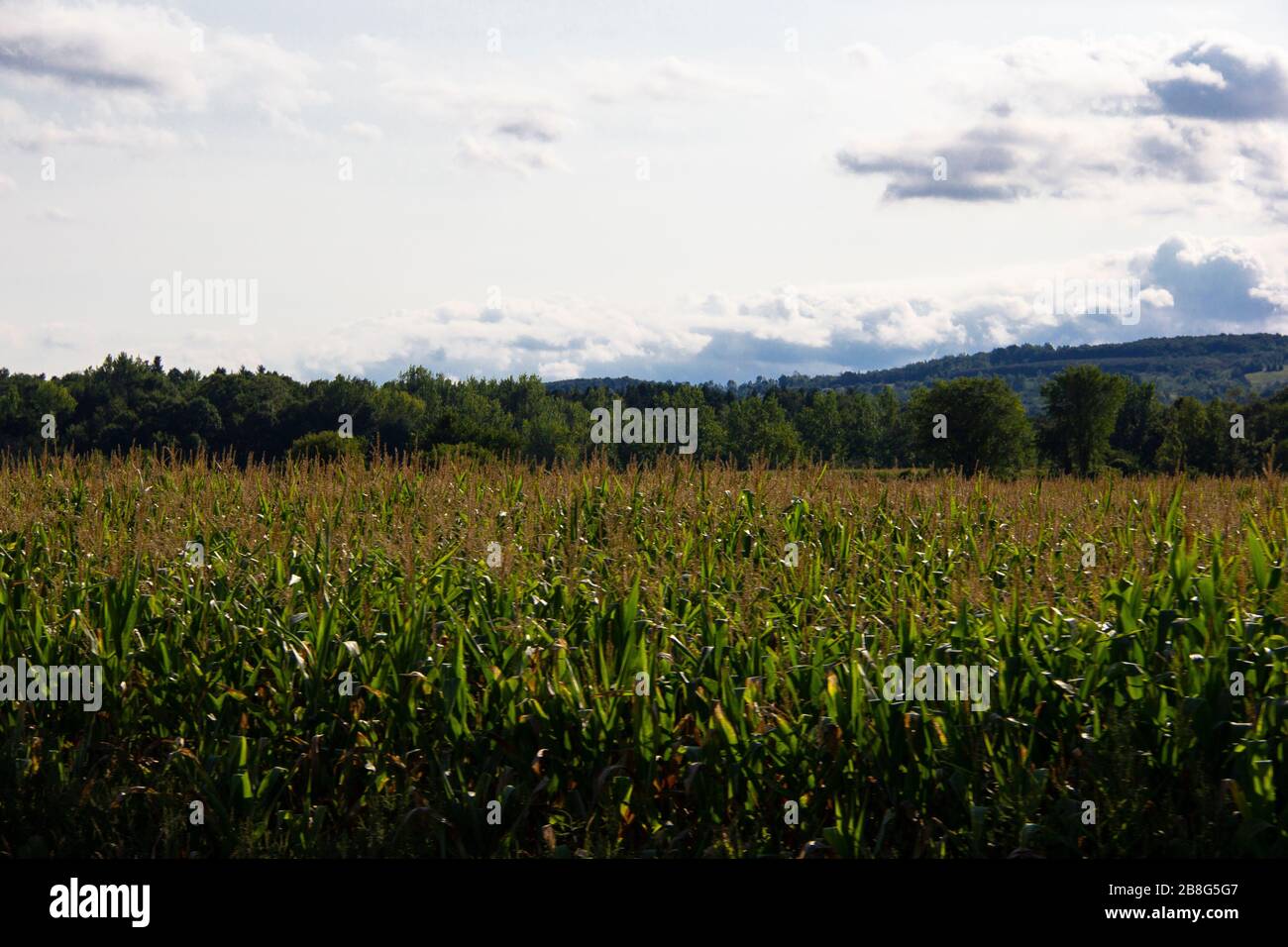 field of corn Stock Photo - Alamy