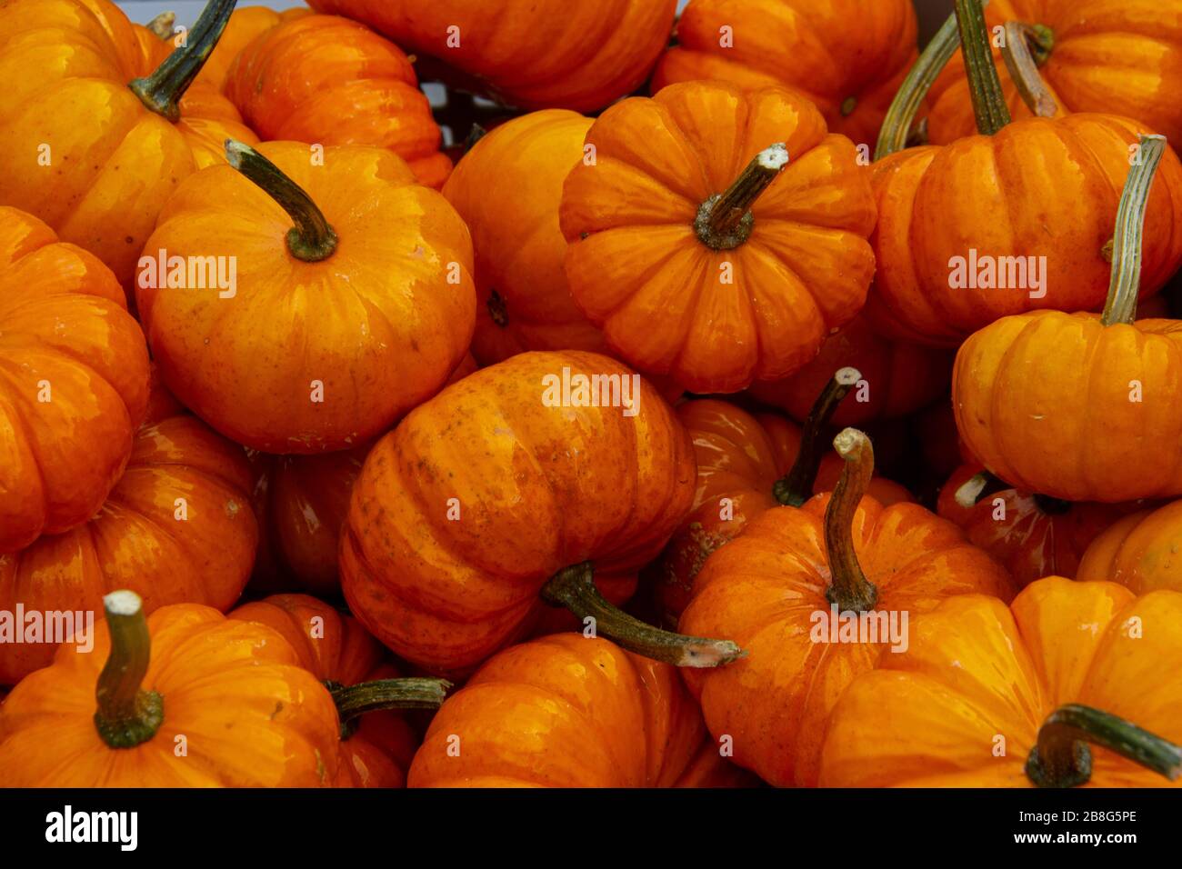 Mini gourd hi-res stock photography and images - Alamy