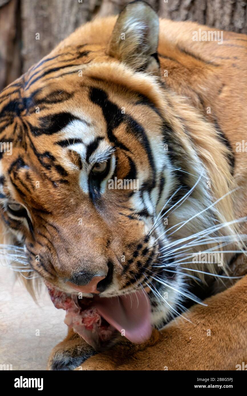 Portrait of the Tiger malayan, tigris panthera jacksoni eat fresh ...