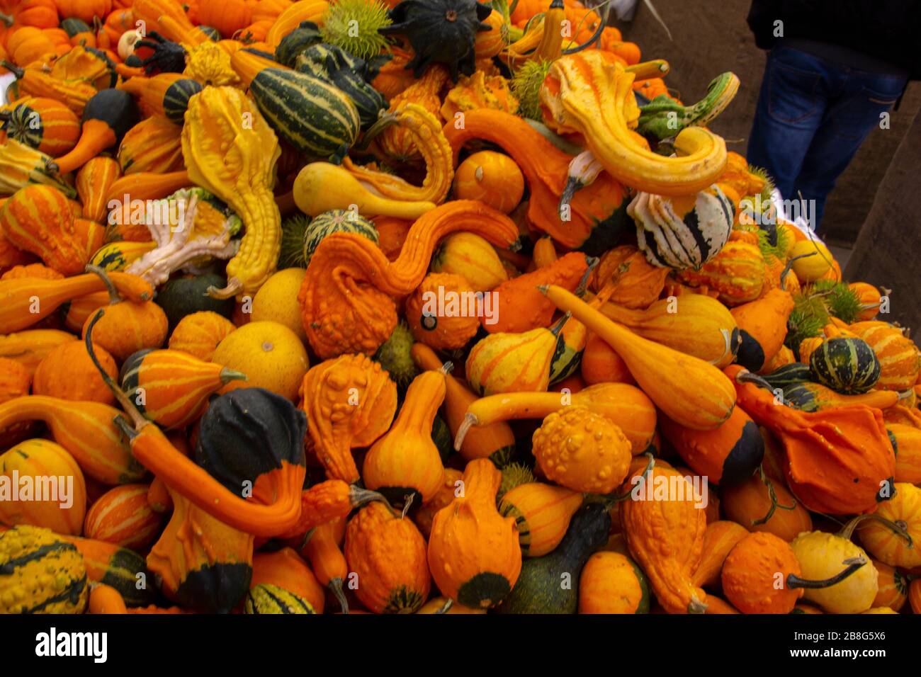 Small decorative gourds and squash Stock Photo - Alamy