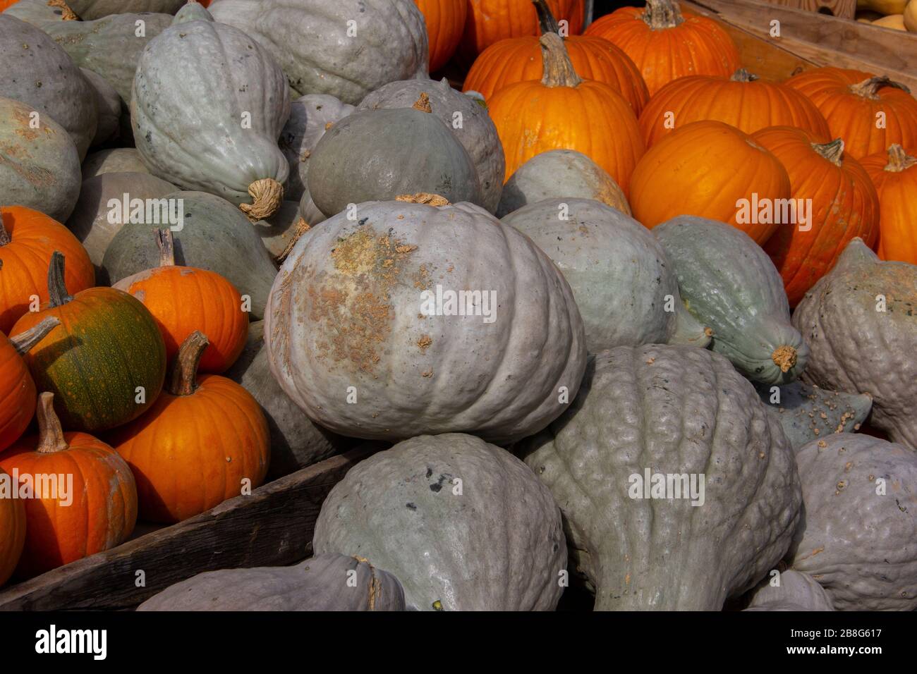 Round squash gourd hi-res stock photography and images - Alamy