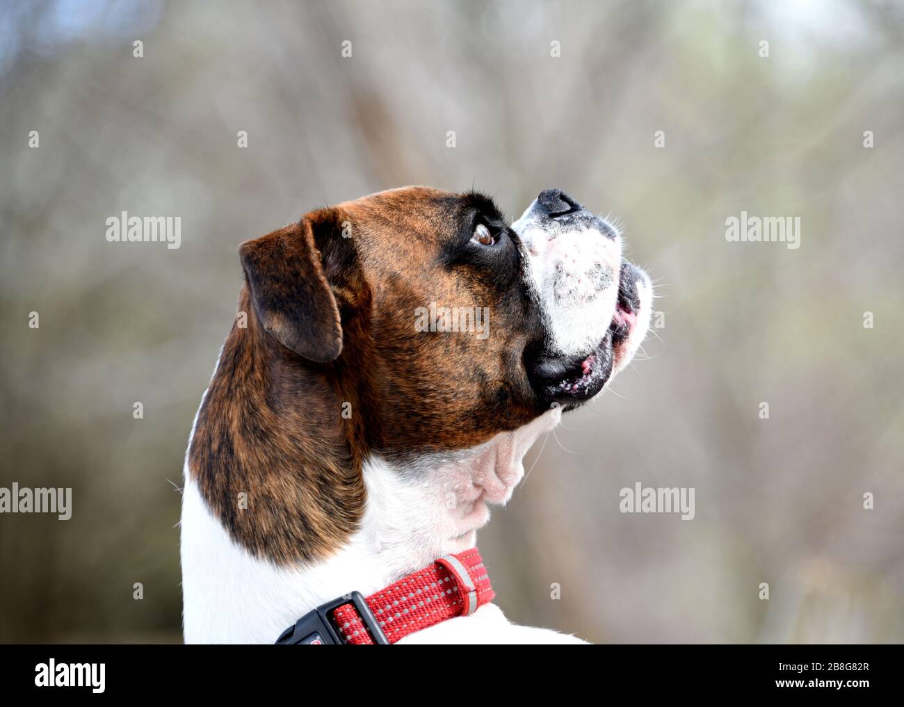 Flashy boxer hi-res stock photography and images - Alamy