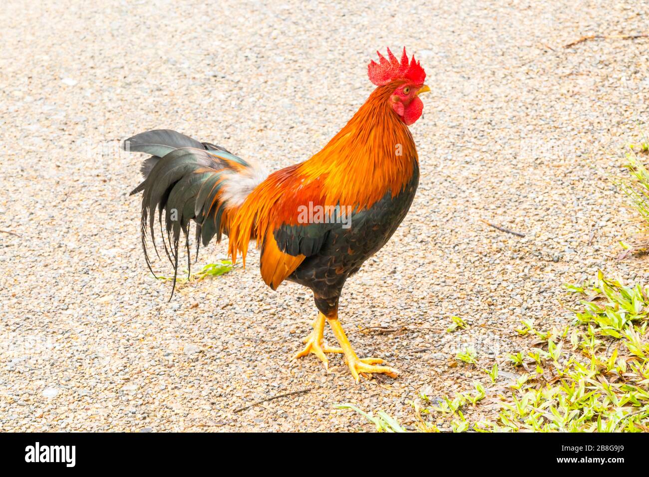 Rooster chicken roaming free Stock Photo - Alamy