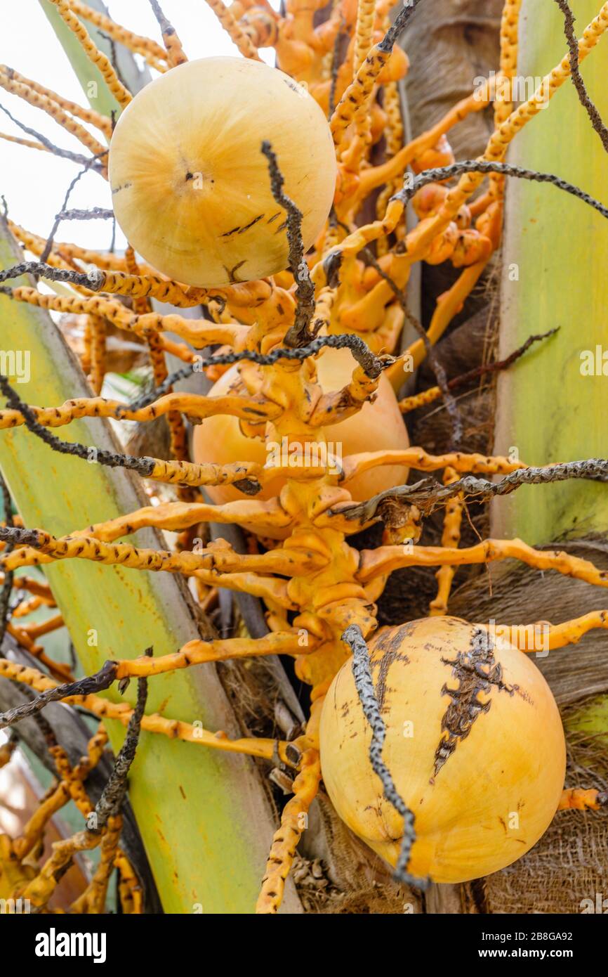 Yellow coconuts growing on a coconut palm. Bali, Indonesia. Vertical ...